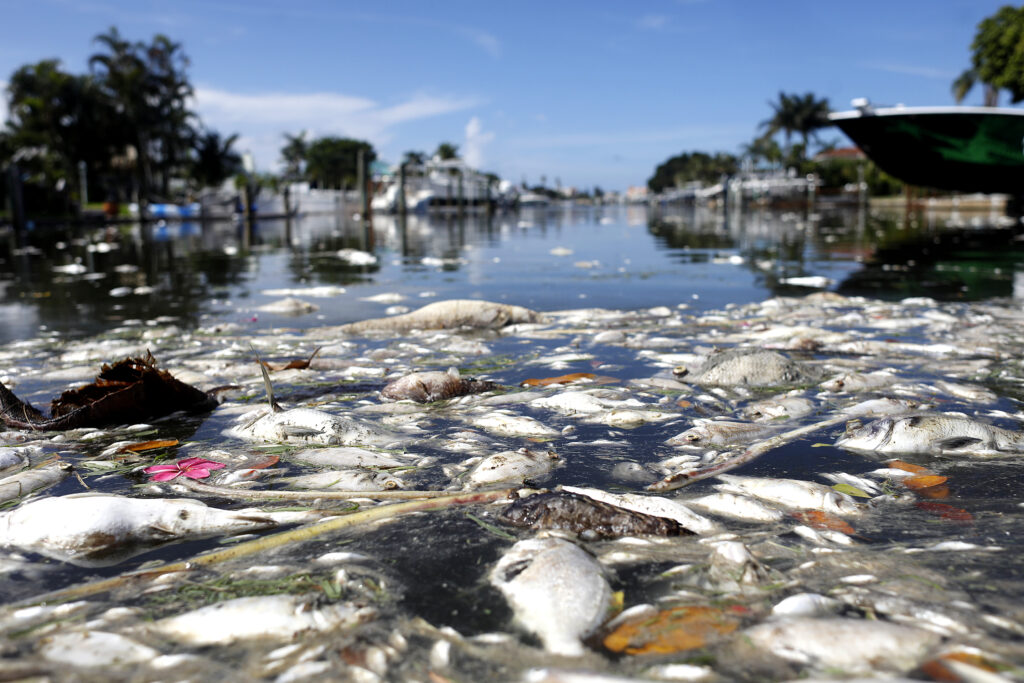 Florida’s Red Tides Are Getting Worse and May Be Hard to Control ...