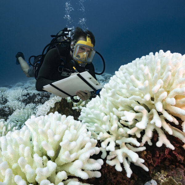 The Red Sea Could be a Climate Refuge for Coral Reefs - Inside Climate News