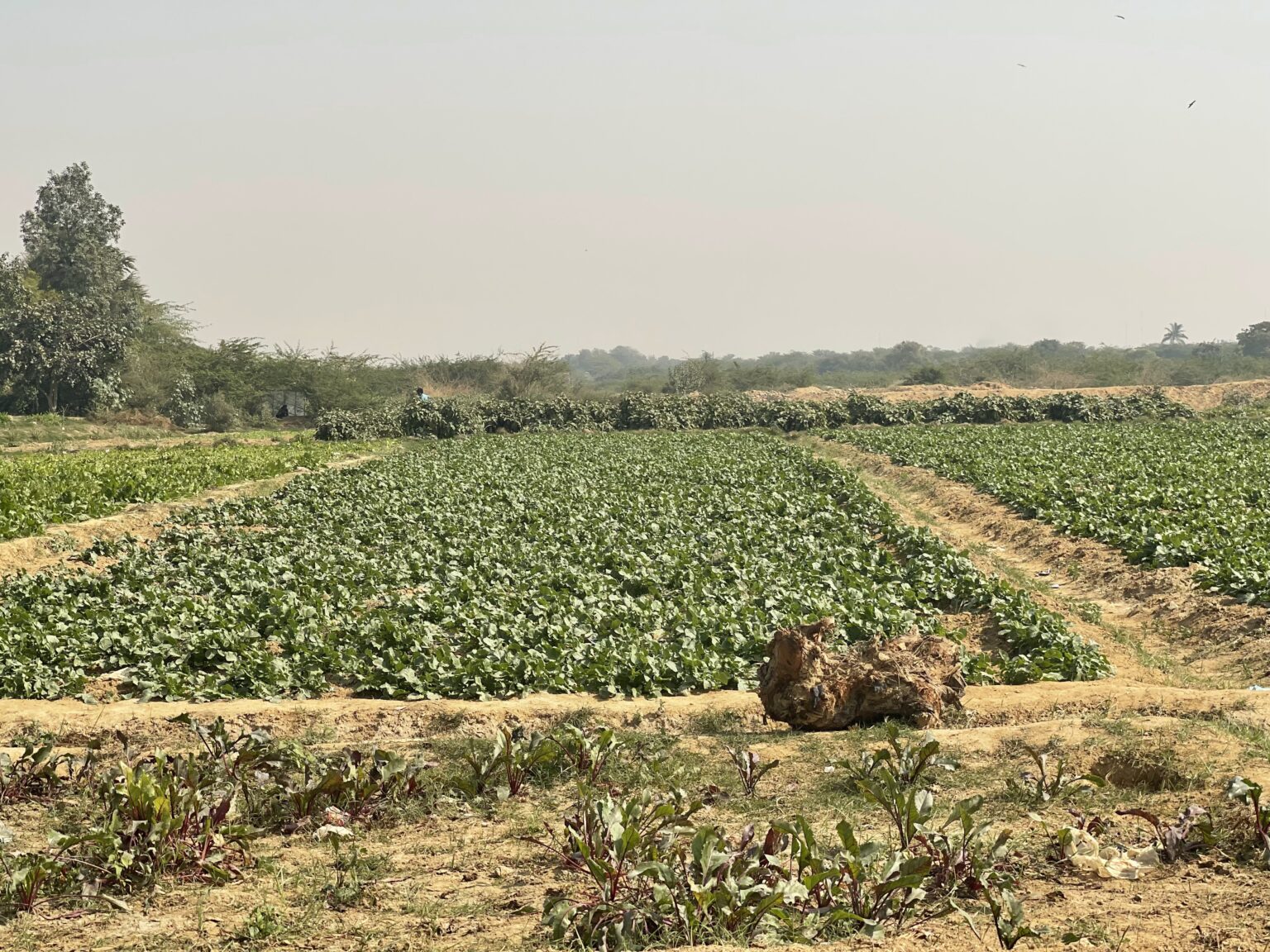 Activists Take Aim at an Expressway Project in Karachi, Saying it Will ...