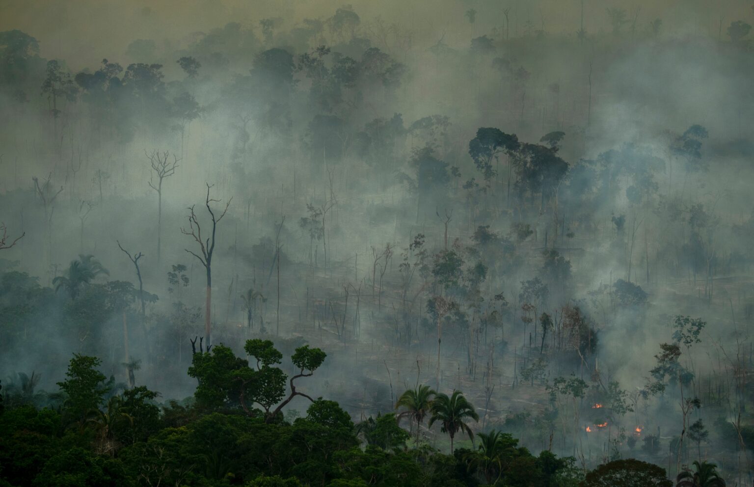 Is the Amazon Approaching a Tipping Point? A New Study Shows the ...