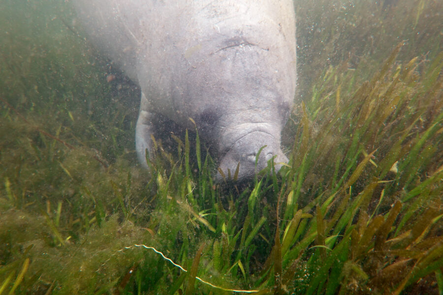 Saving Starving Manatees Will Mean Saving This Crucial Lagoon Habitat ...