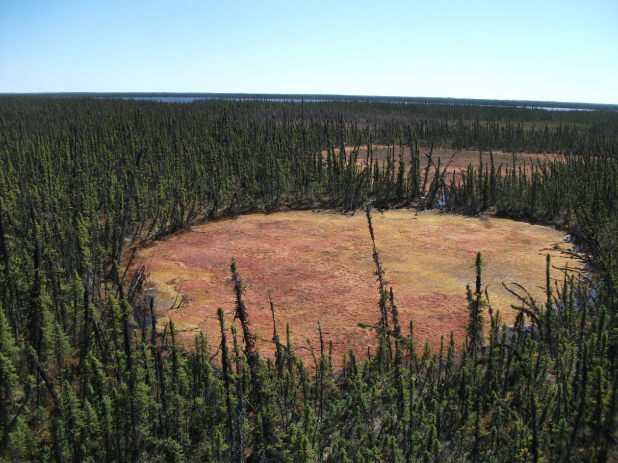 Across the Boreal Forest, Scientists Are Tracking Warming’s Toll ...