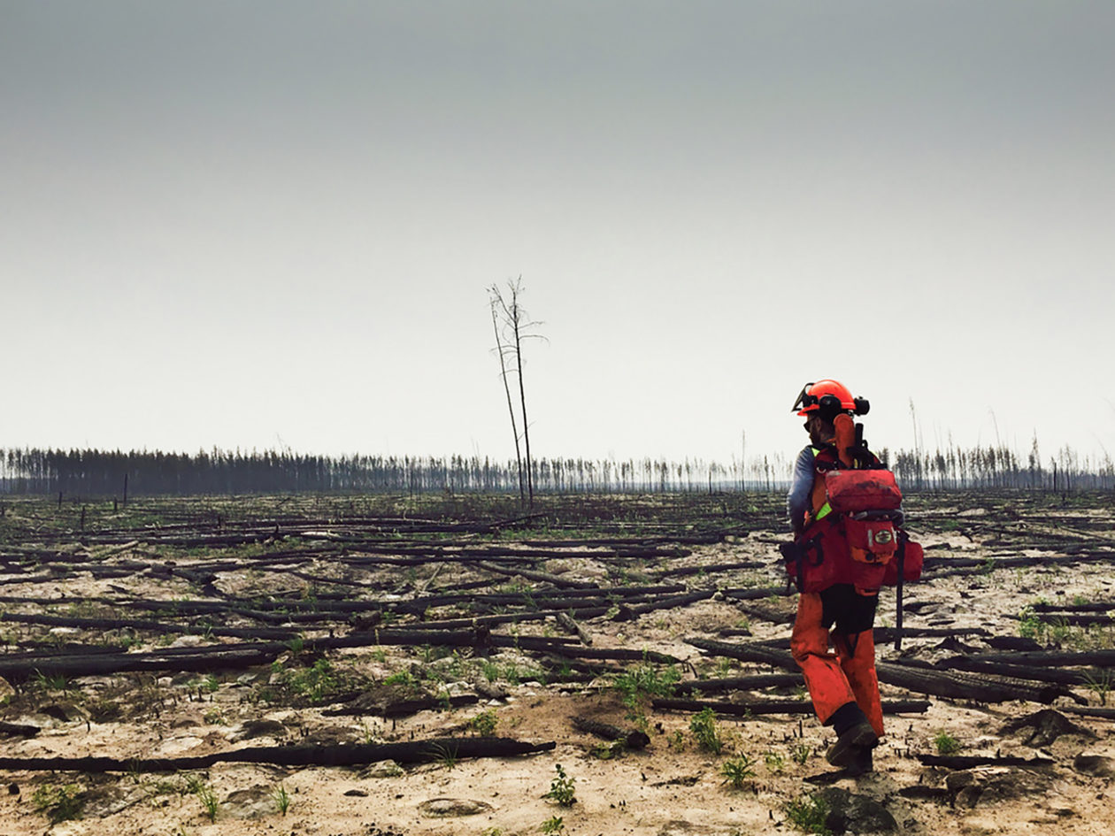 Across the Boreal Forest, Scientists Are Tracking Warming’s Toll ...
