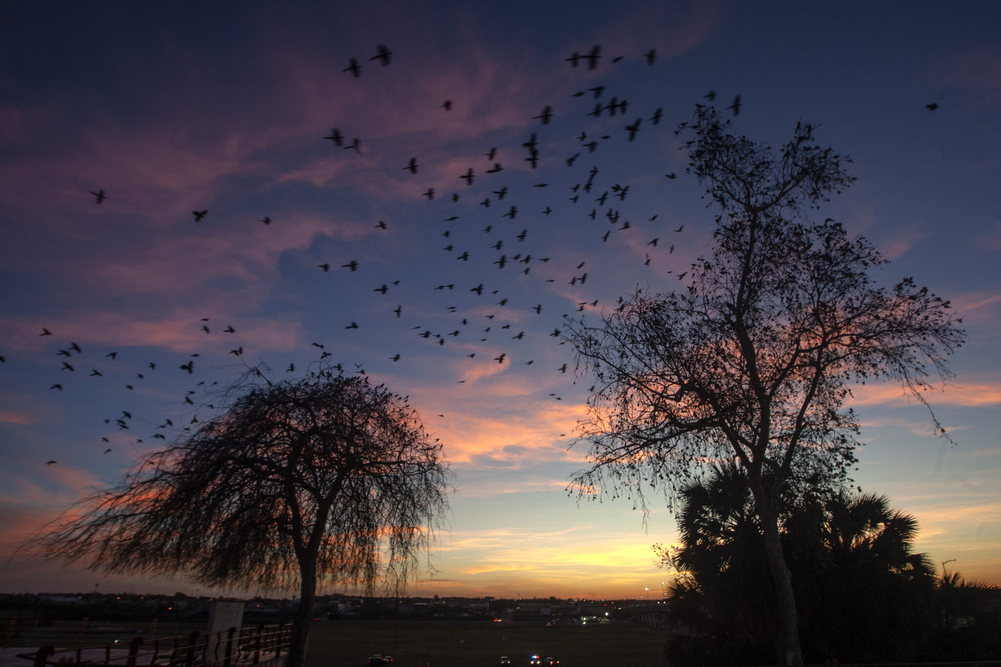 Warming Trends: Tracking Bird Migration in the Night Sky, Plus the ...