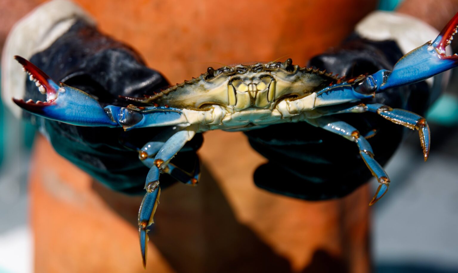 Why the Chesapeake Bay's Beloved Blue Crabs Are at an All-Time Low ...