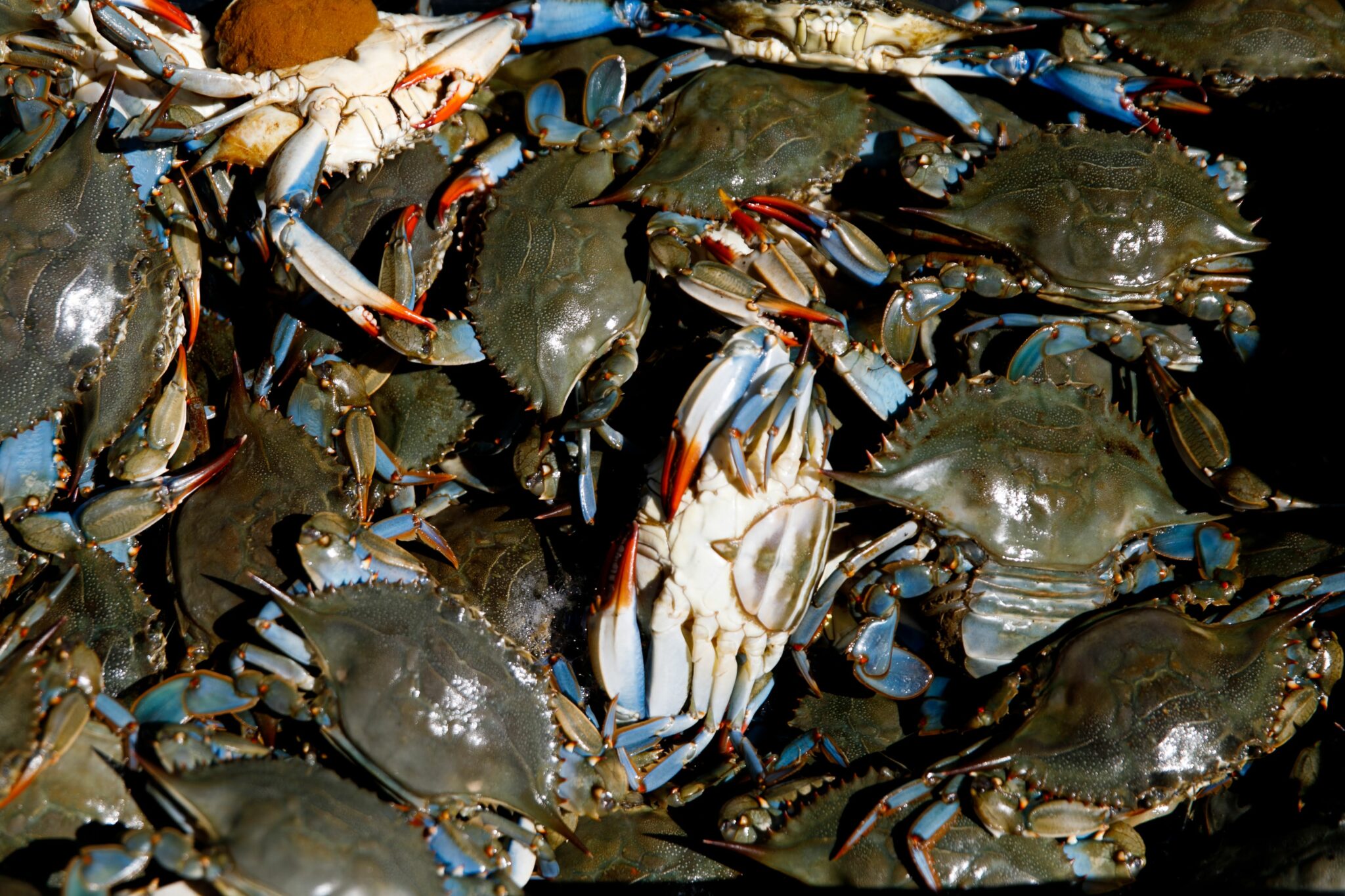 Why the Chesapeake Bay's Beloved Blue Crabs Are at an All-Time Low ...