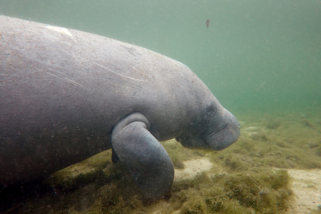 Nursing Florida’s Ailing Manatees Back to Health - Inside Climate News