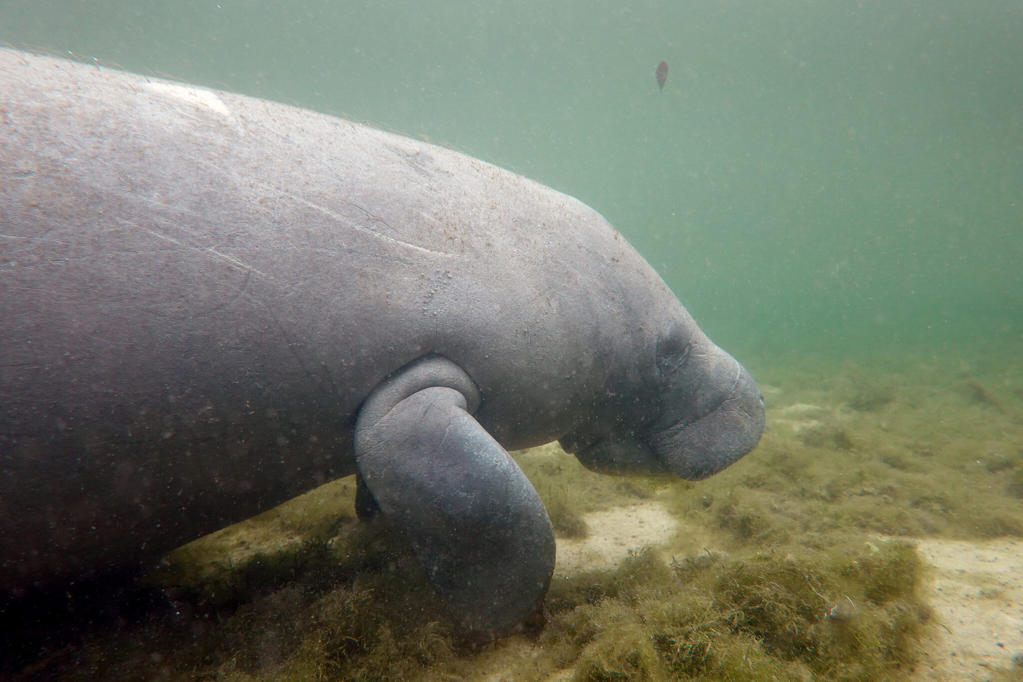 Nursing Florida’s Ailing Manatees Back to Health - Inside Climate News