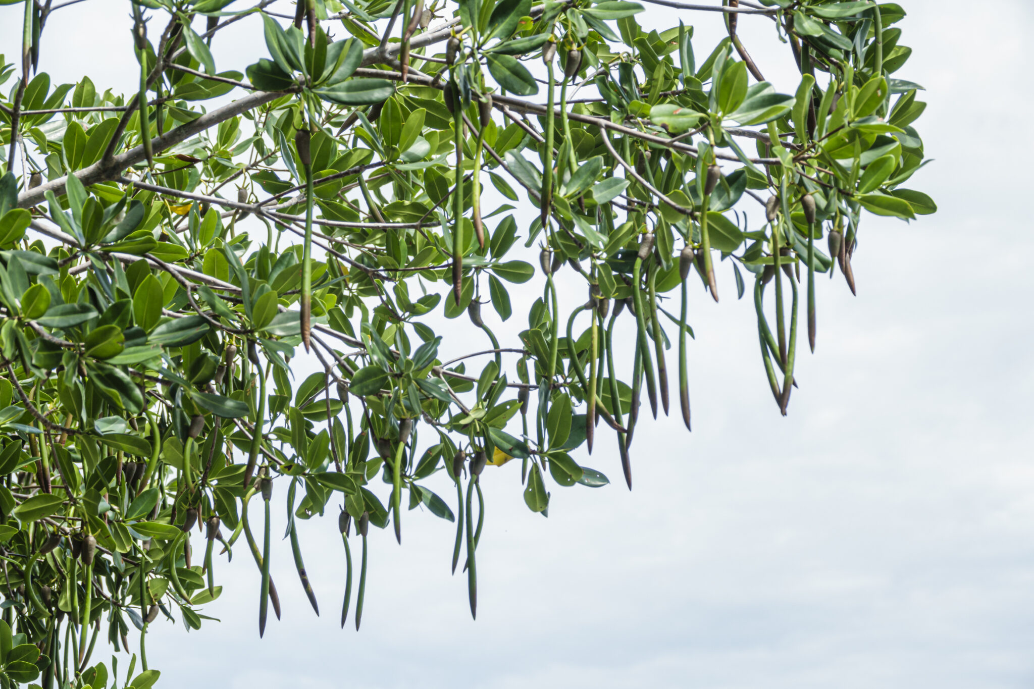 Mangrove Tree Offspring Travel Through Water Currents. How will ...