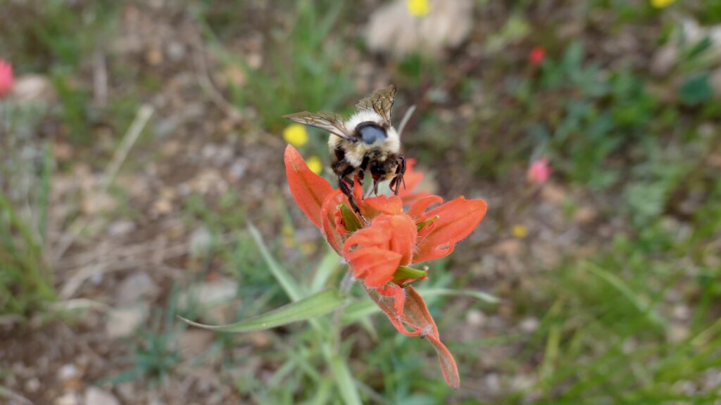 Warming Trends: Climate Insomnia, the Decline of Alpine Bumblebees and ...