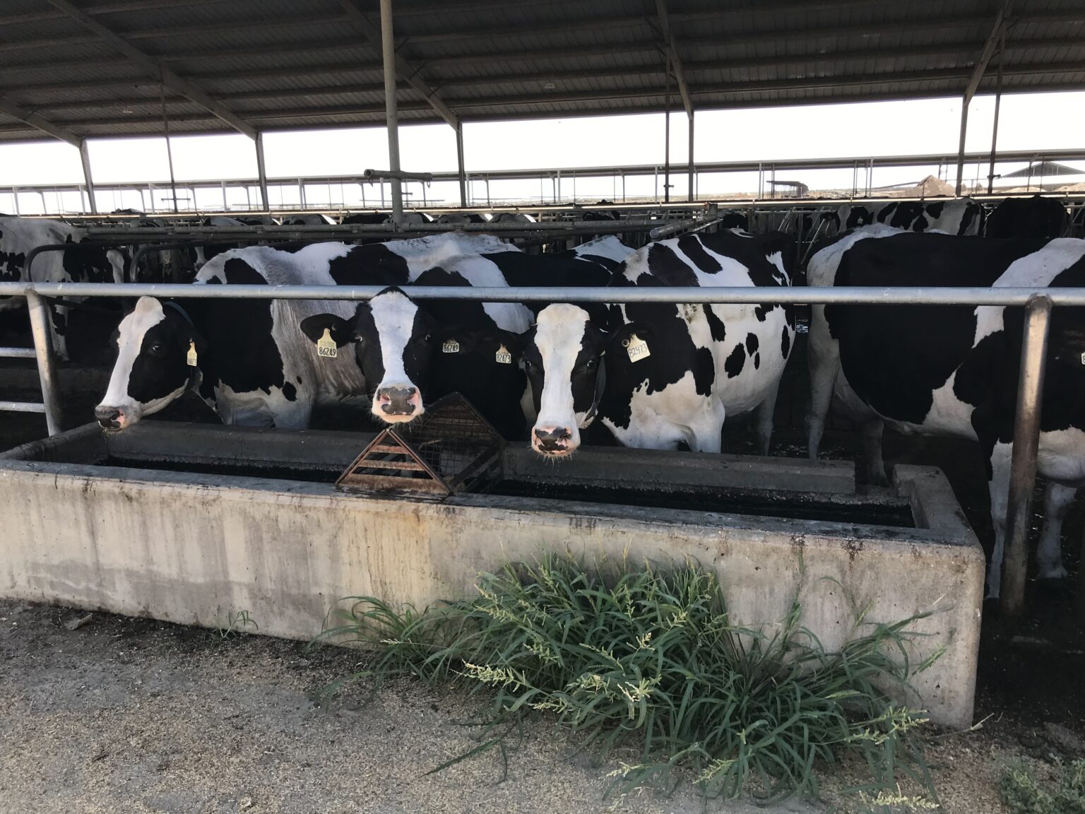 California Has Provided Incentives for Methane Capture at Dairies, but ...