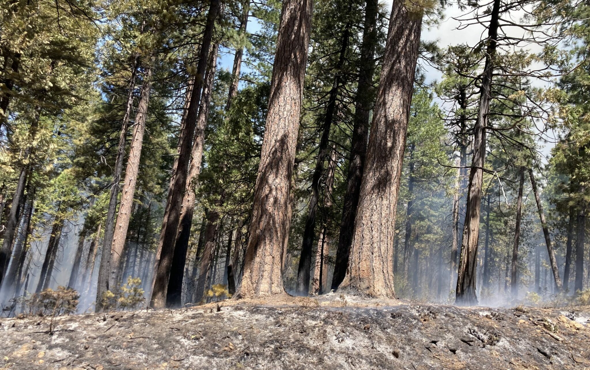 In California, a Race to Save the World’s Largest Trees From Megafires ...