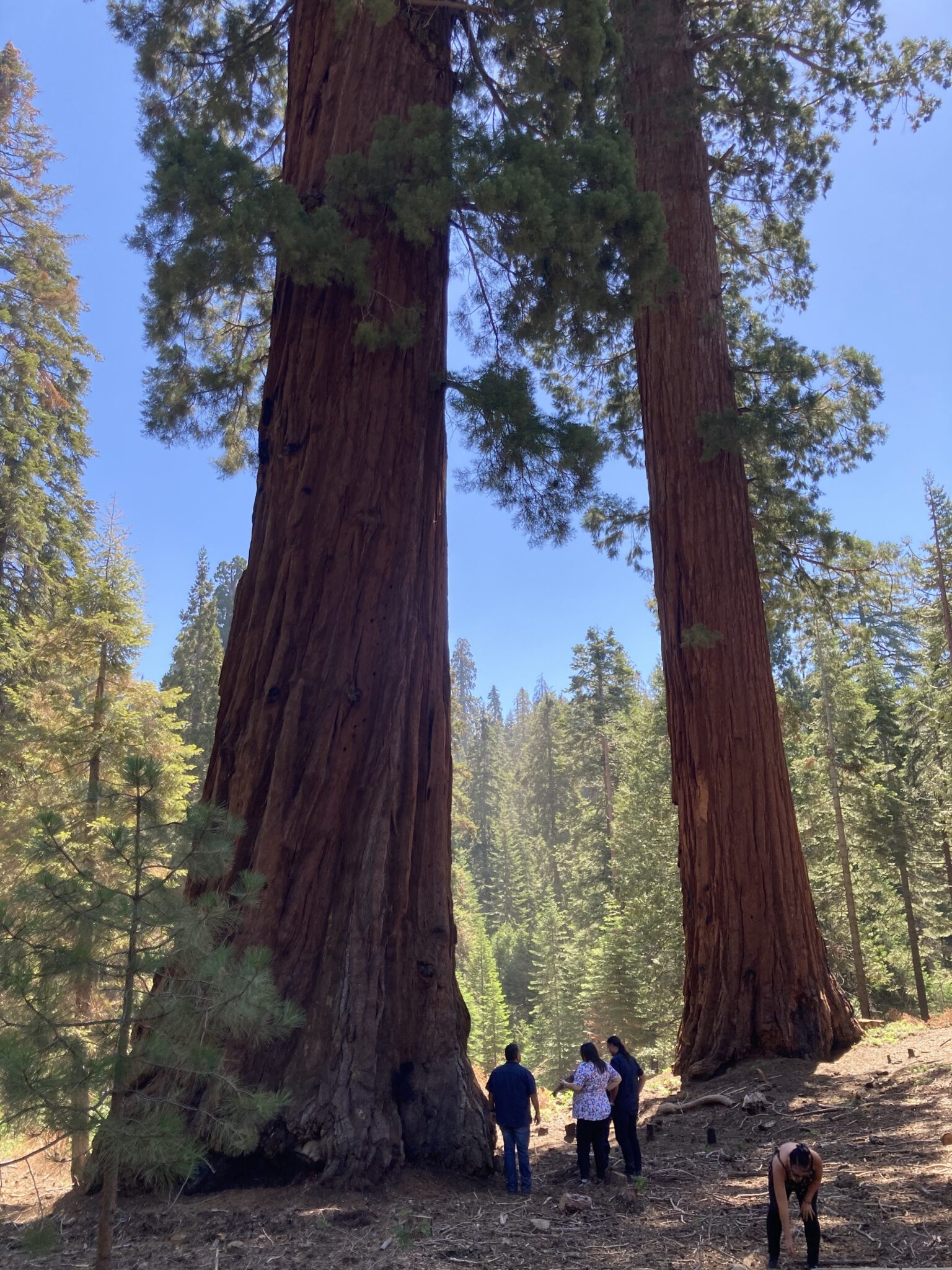 In California, a Race to Save the World’s Largest Trees From Megafires ...