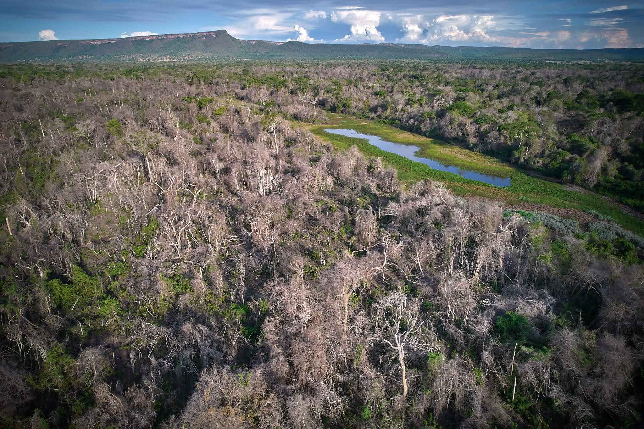 In Brazil, the World’s Largest Tropical Wetland Has Been Overwhelmed ...