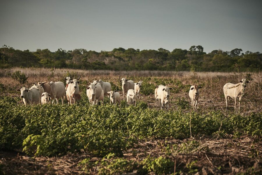 In Brazil, the World’s Largest Tropical Wetland Has Been Overwhelmed ...