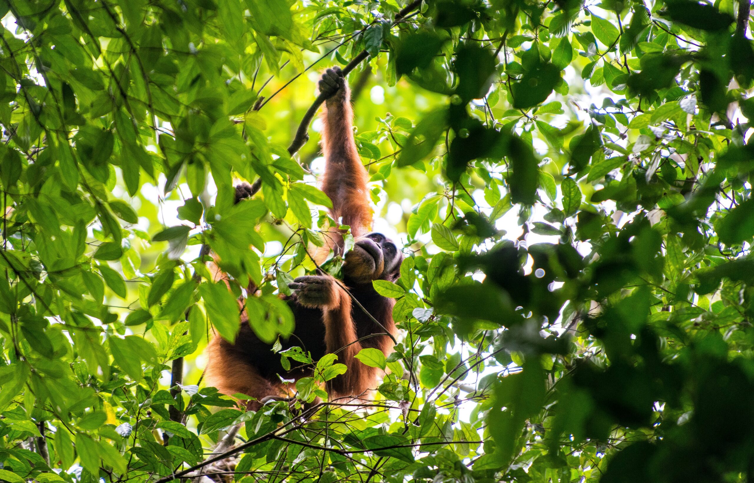 Climate Change And Habitat Loss Is Driving Some Primates Down From The