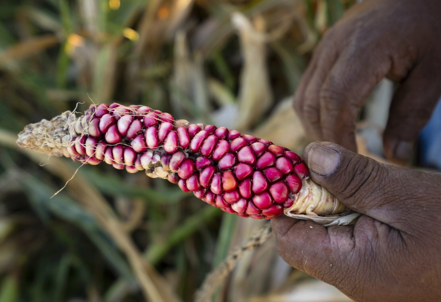 Corn Nourishes the Hopi Identity, but Climate-Driven Drought Is ...