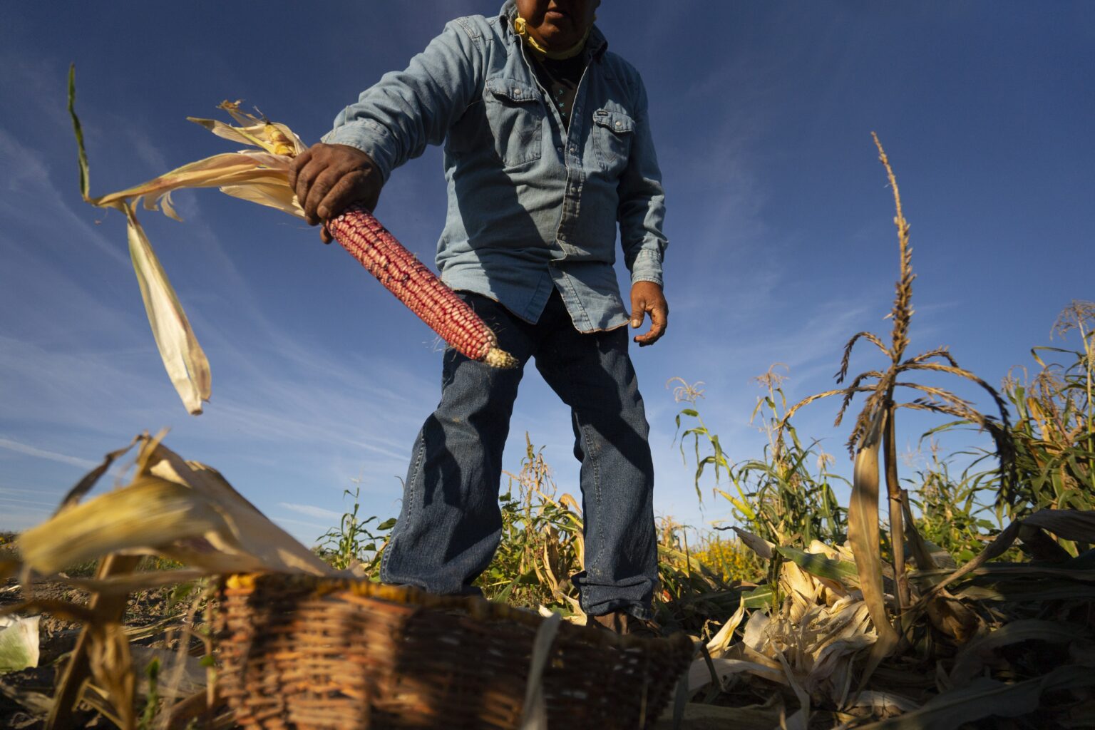 Corn Nourishes the Hopi Identity, but Climate-Driven Drought Is ...