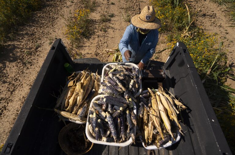 Corn Nourishes the Hopi Identity, but Climate-Driven Drought Is ...