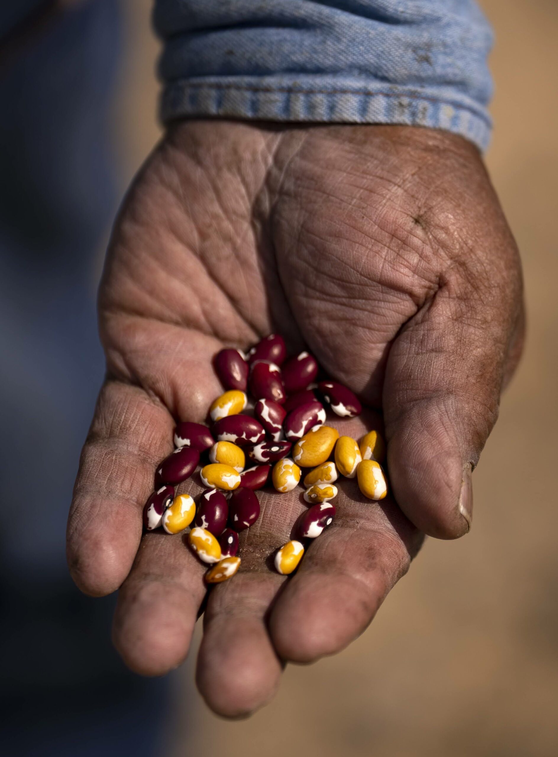 Corn Nourishes the Hopi Identity, but Climate-Driven Drought Is ...