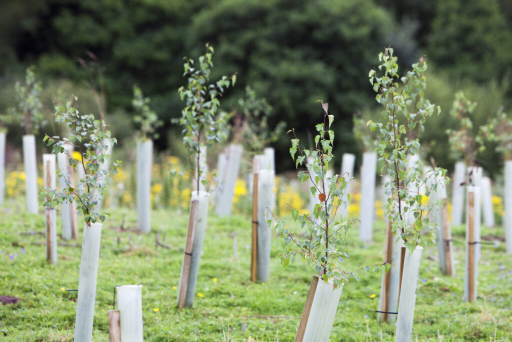 Countries Want to Plant Trees to Offset Their Carbon Emissions, but ...