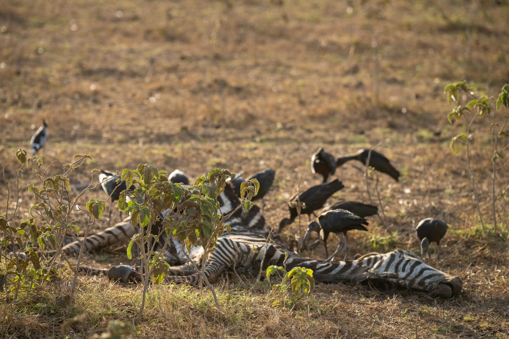 In a Famed Game Park Near the Foot of Mount Kilimanjaro, the Animals ...