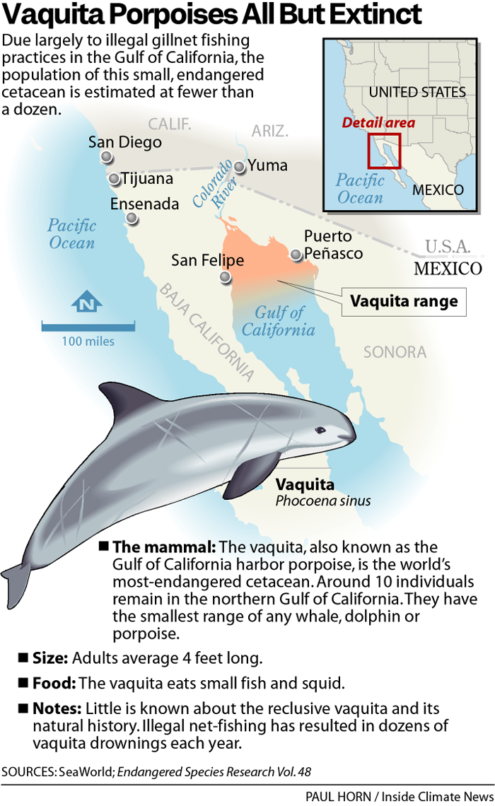 To Save the Vaquita Porpoise, Conservationists Entreat Mexico to Keep ...