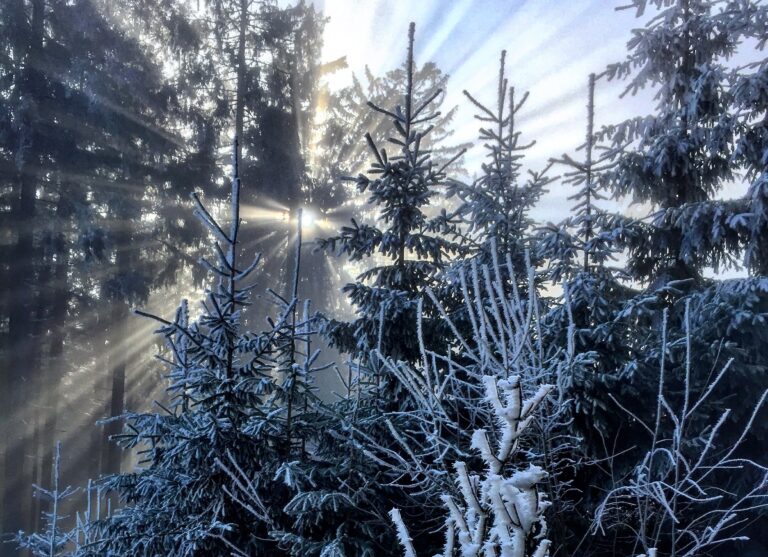 Holiday Traditions in the Forest Revive Spiritual Relationships with ...