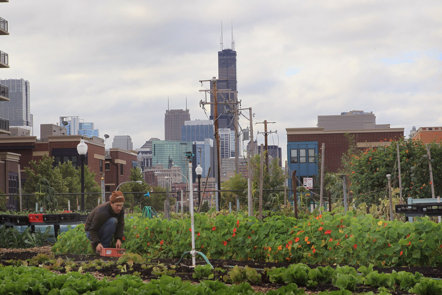 A New Push Is on in Chicago to Connect Urban Farmers With Institutional ...