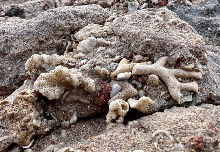 The Red Sea Could be a Climate Refuge for Coral Reefs - Inside Climate News