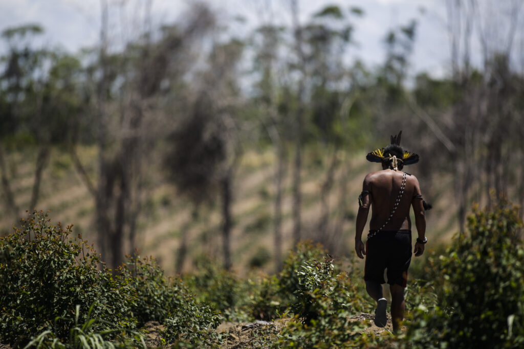 Study Documents a Halt to Deforestation in Brazil’s Atlantic Forest ...