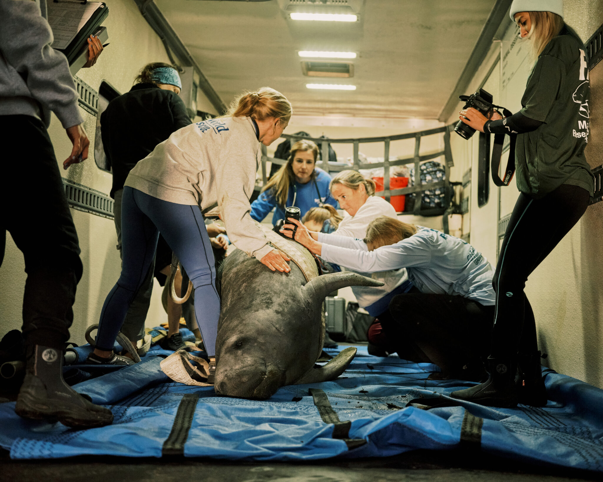 Nursing Florida’s Ailing Manatees Back to Health - Inside Climate News