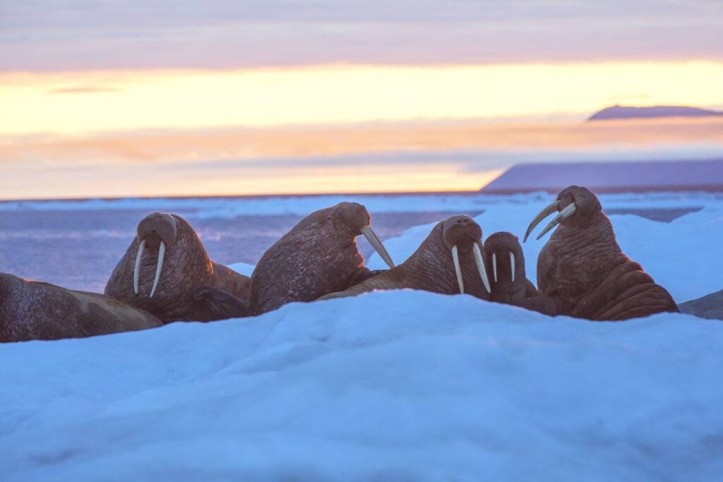 Pacific Walruses Fight to Survive in the Rapidly Warming Arctic ...