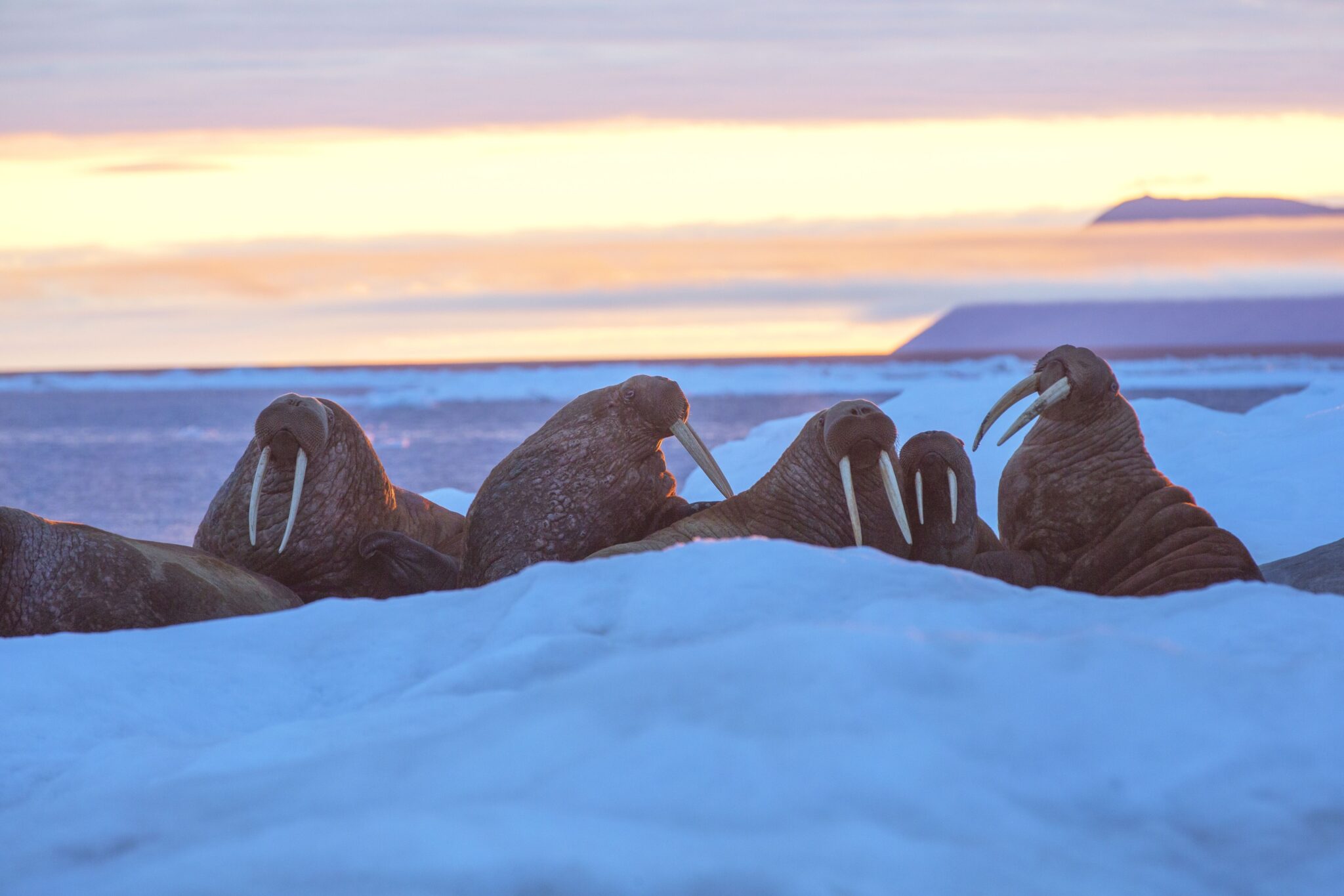 Pacific Walruses Fight to Survive in the Rapidly Warming Arctic ...
