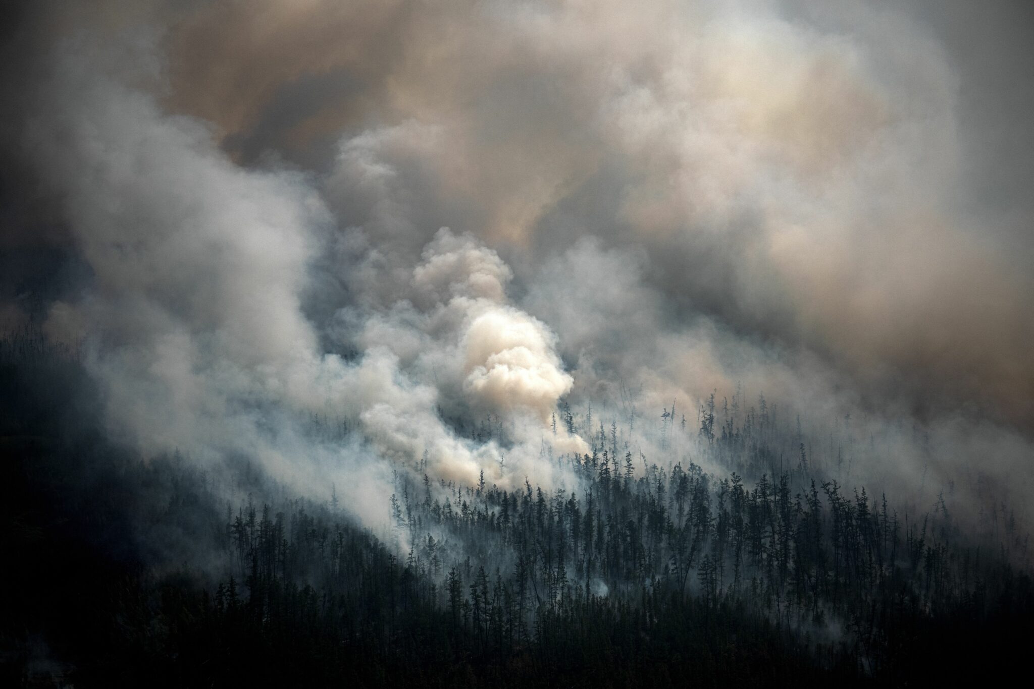 Wildfires in Northern Forests Broke Carbon Emissions Records in 2021 ...