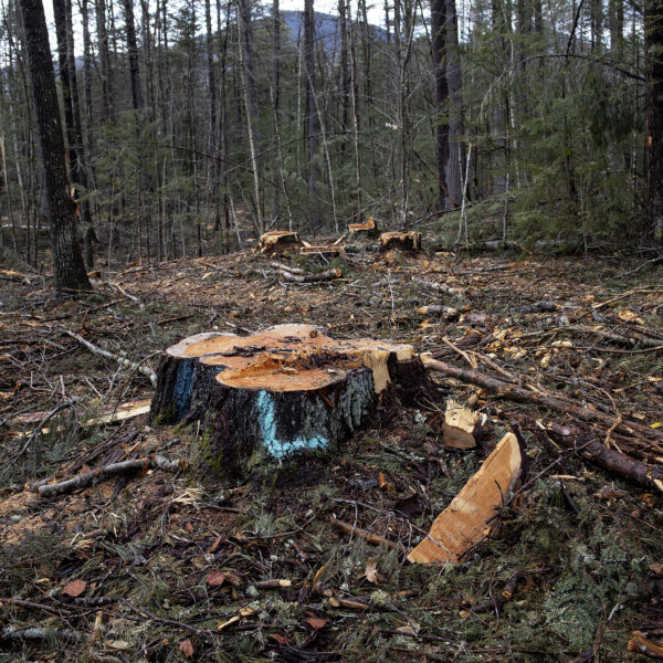 Log and Burn, or Leave Alone? Indiana Residents Fight US Forest Service ...