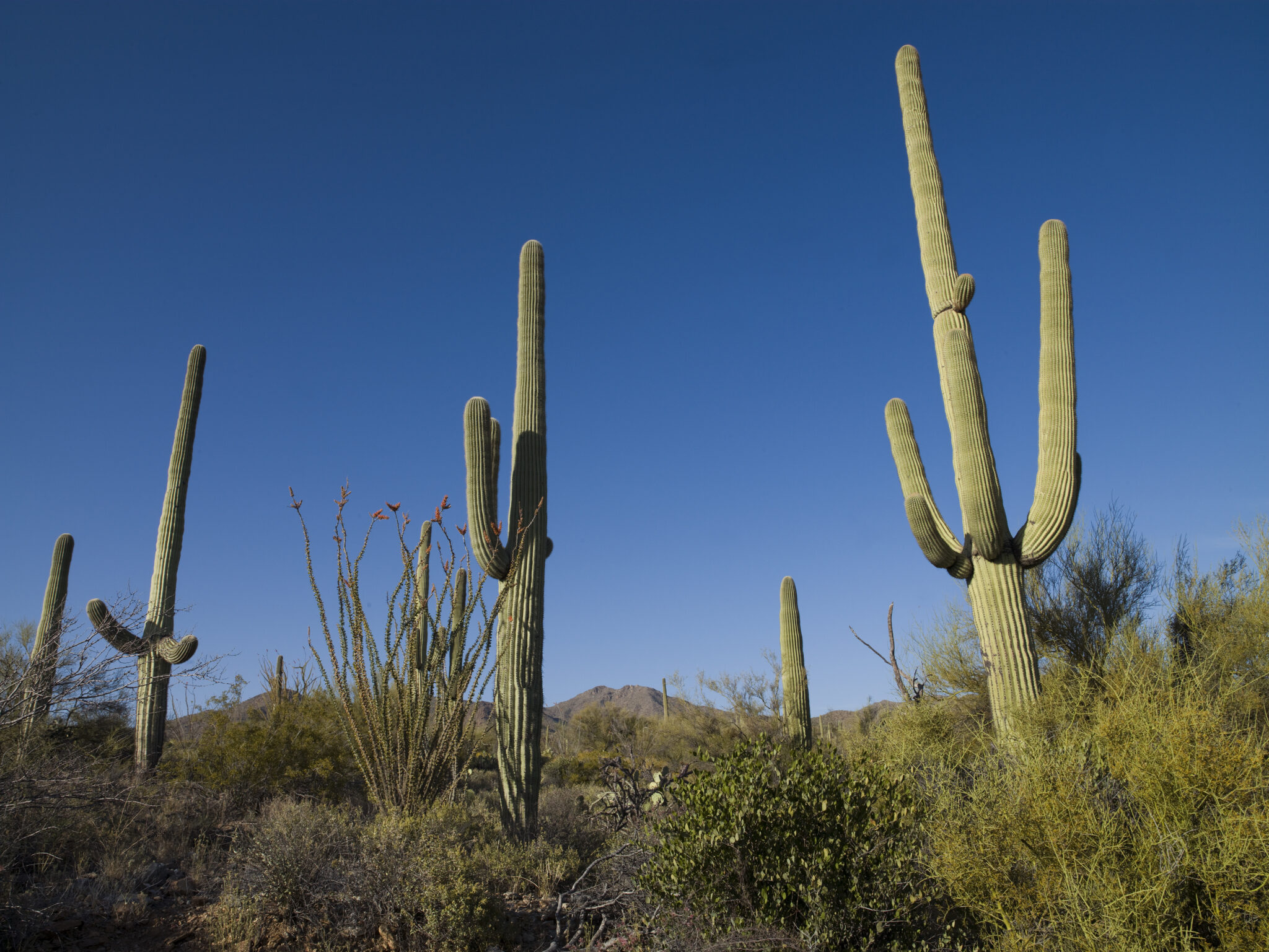 Climate Change Wiped Out Thousands of the West’s Most Iconic Cactus ...