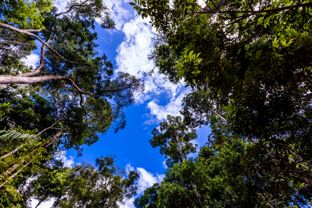 New Research Shows Global Climate Benefits Of Protecting Nature, but It ...