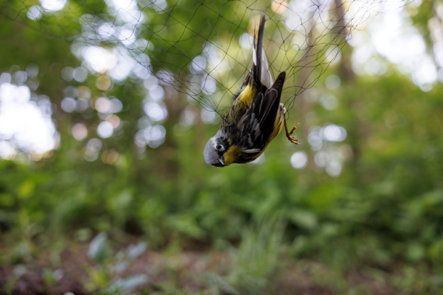 Not Winging It: Birders Hope Hard Data Will Help Save the Species They ...