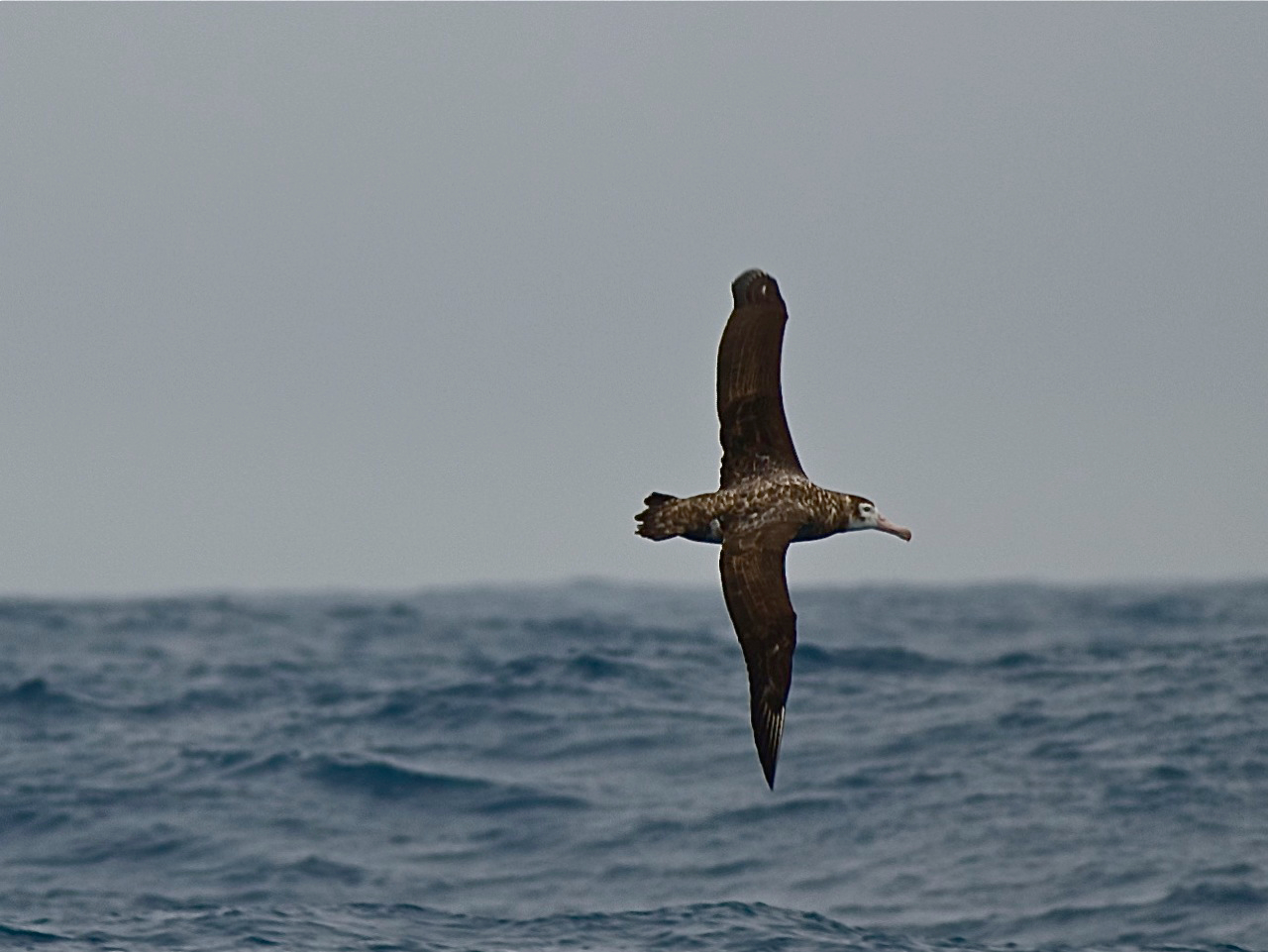 Restoring Seabird Populations Can Help Repair the Climate - Inside ...