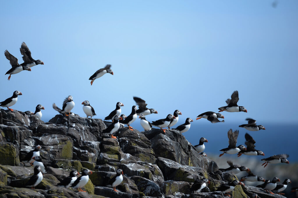 The Plucky Puffin, Endangered Yet Coping: Scientists Link Emergence of ...