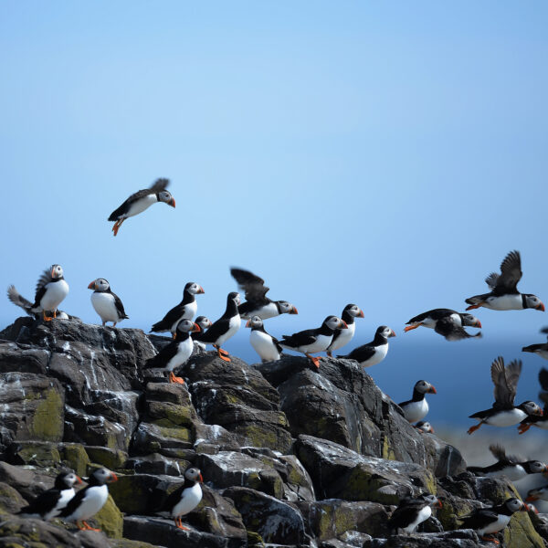 The Plucky Puffin, Endangered Yet Coping: Scientists Link Emergence of ...