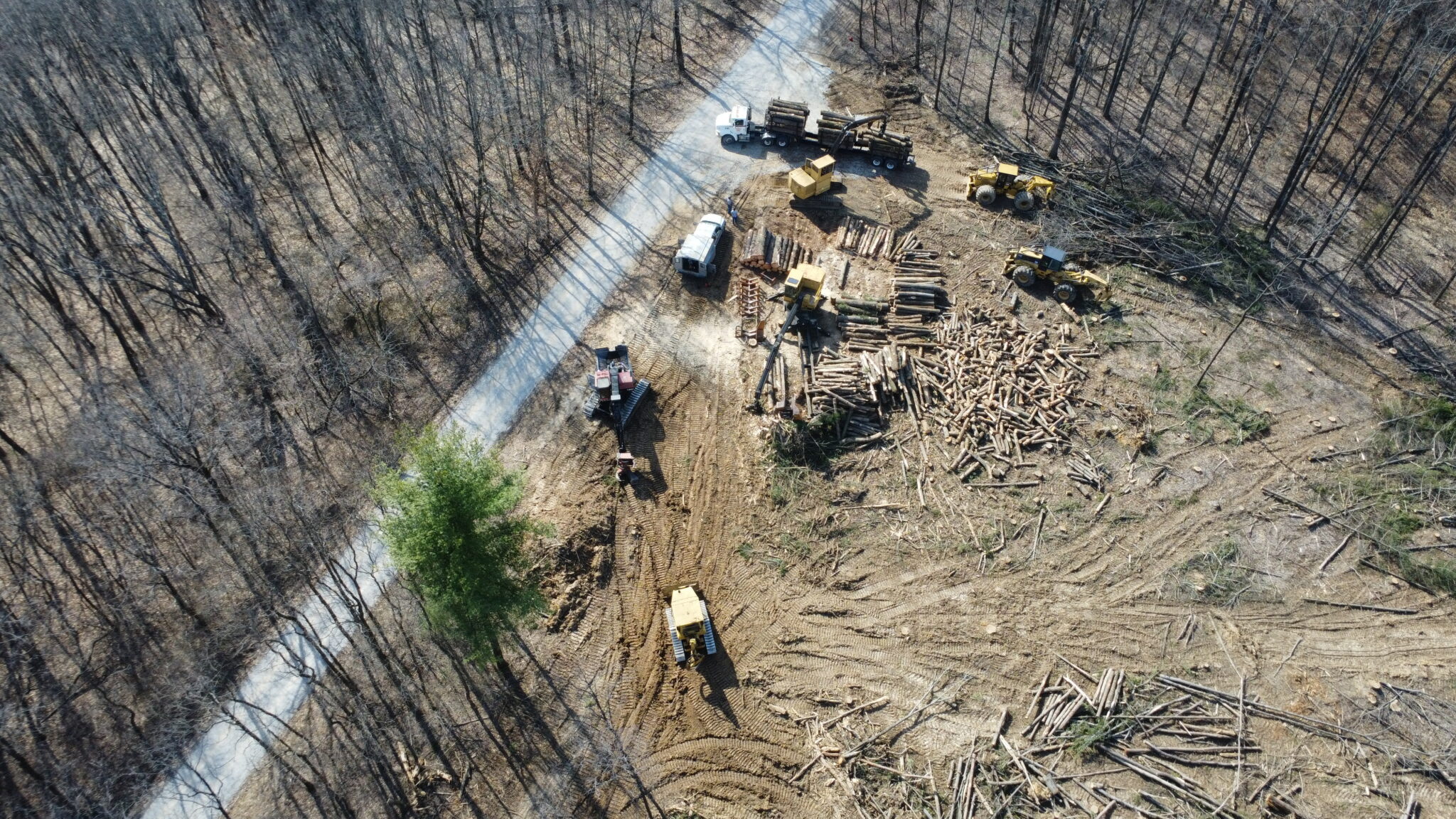Log and Burn, or Leave Alone? Indiana Residents Fight US Forest Service ...