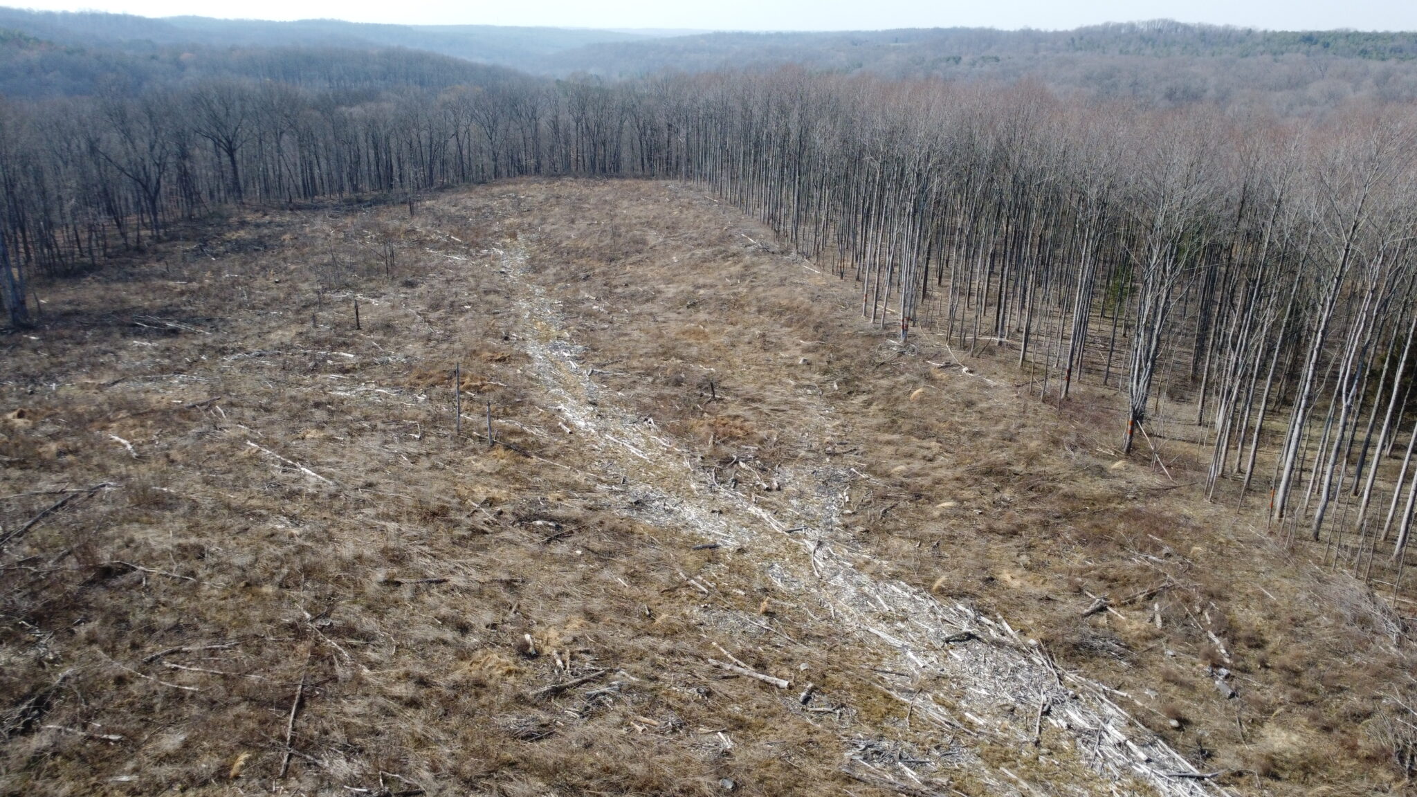 Log and Burn, or Leave Alone? Indiana Residents Fight US Forest Service ...