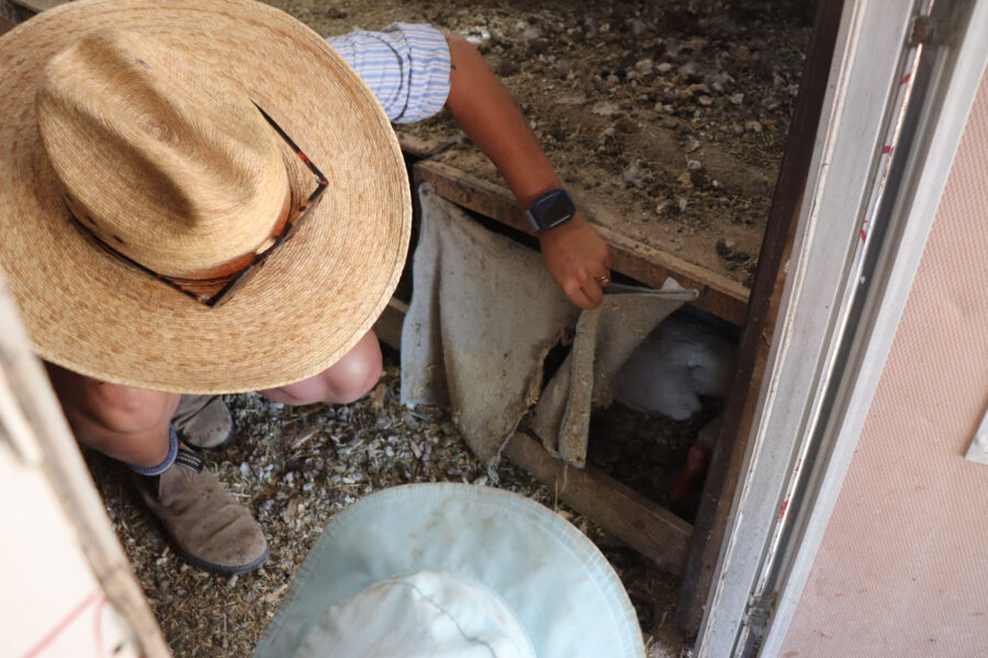 Climate-Smart Cowboys Hope Regenerative Cattle Ranching Can Heal the ...