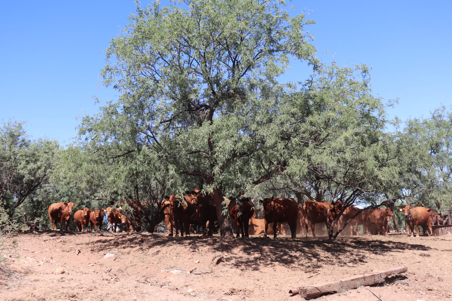 Climate-Smart Cowboys Hope Regenerative Cattle Ranching Can Heal the ...