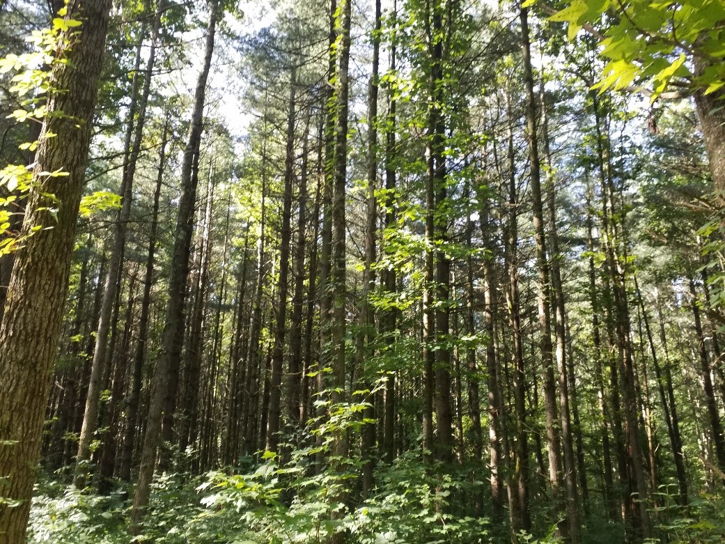 Log and Burn, or Leave Alone? Indiana Residents Fight US Forest Service ...