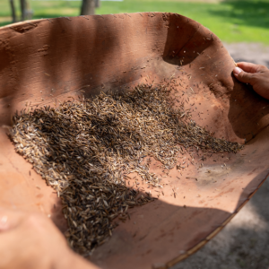 Dirty Water and Dead Rice: The Cost of the Clean Energy Transition in ...