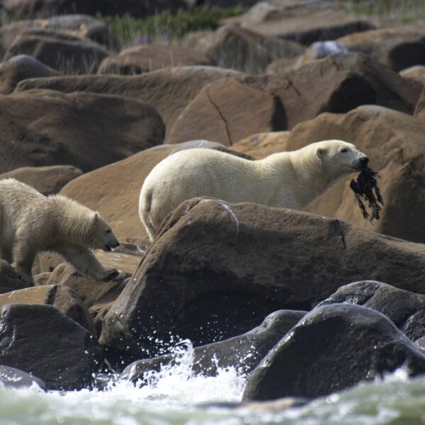 USFWS Is Creating a Frozen Library of Biodiversity to Help Endangered ...