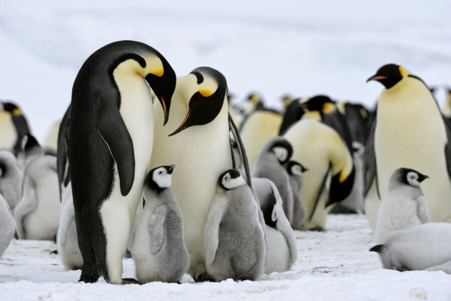 Emperor Penguin Breeding Failure Linked With Antarctic Sea Ice Decline ...
